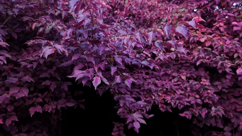 King Gizzard & The Lizard Wizard - Theia / The Silver Cord / Set (2023 ...